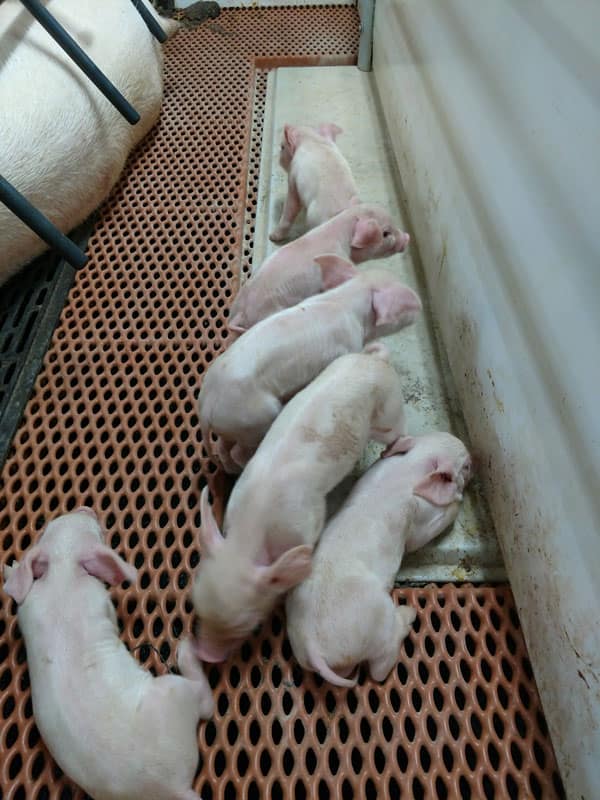 Farrowing Floors - ADA Enterprises, Inc.