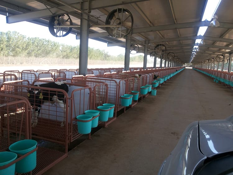 Al Safi Dairy - ADA Enterprises, Inc.