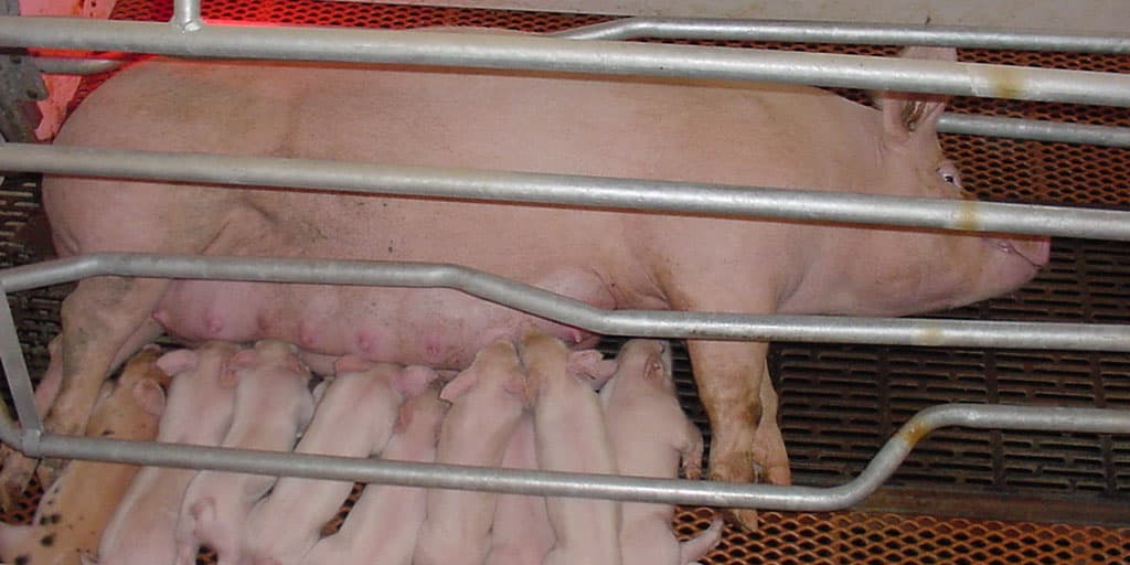 Our Best Floors to Keep Your Pigs Show Ready - ADA Enterprises, Inc.