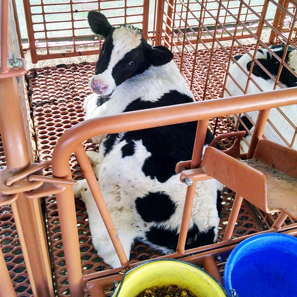 Raised Animal Flooring Manufacturer | Calves & Swine | Made in the USA