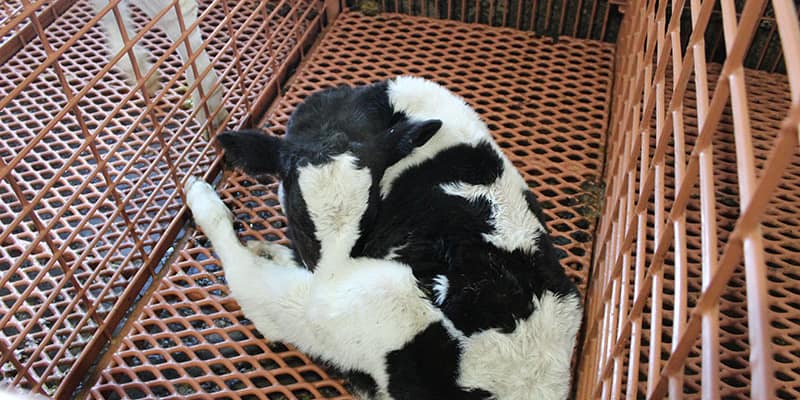 What should I put in my calf pen to keep the calves warm? - ADA ...