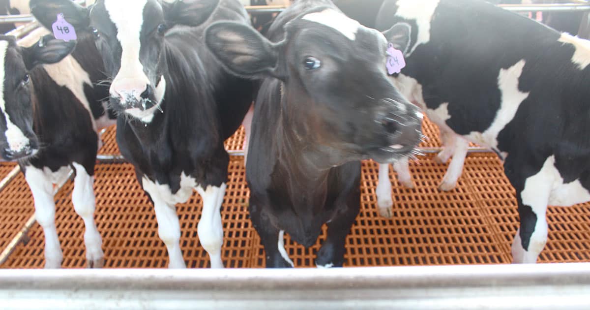 Calf Flooring | Elevated Plastisol Coated Dairy & Livestock Flooring