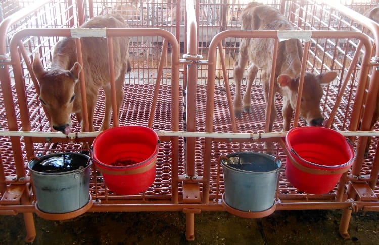 Calf Watering System - ADA Enterprises, Inc.