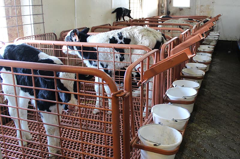 Choosing the Perfect Calf Pen: Tips from Experts - ADA Enterprises, Inc.