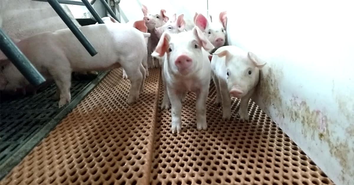 Swine Products | Plastisol Coated Metal Raised Hog Floors